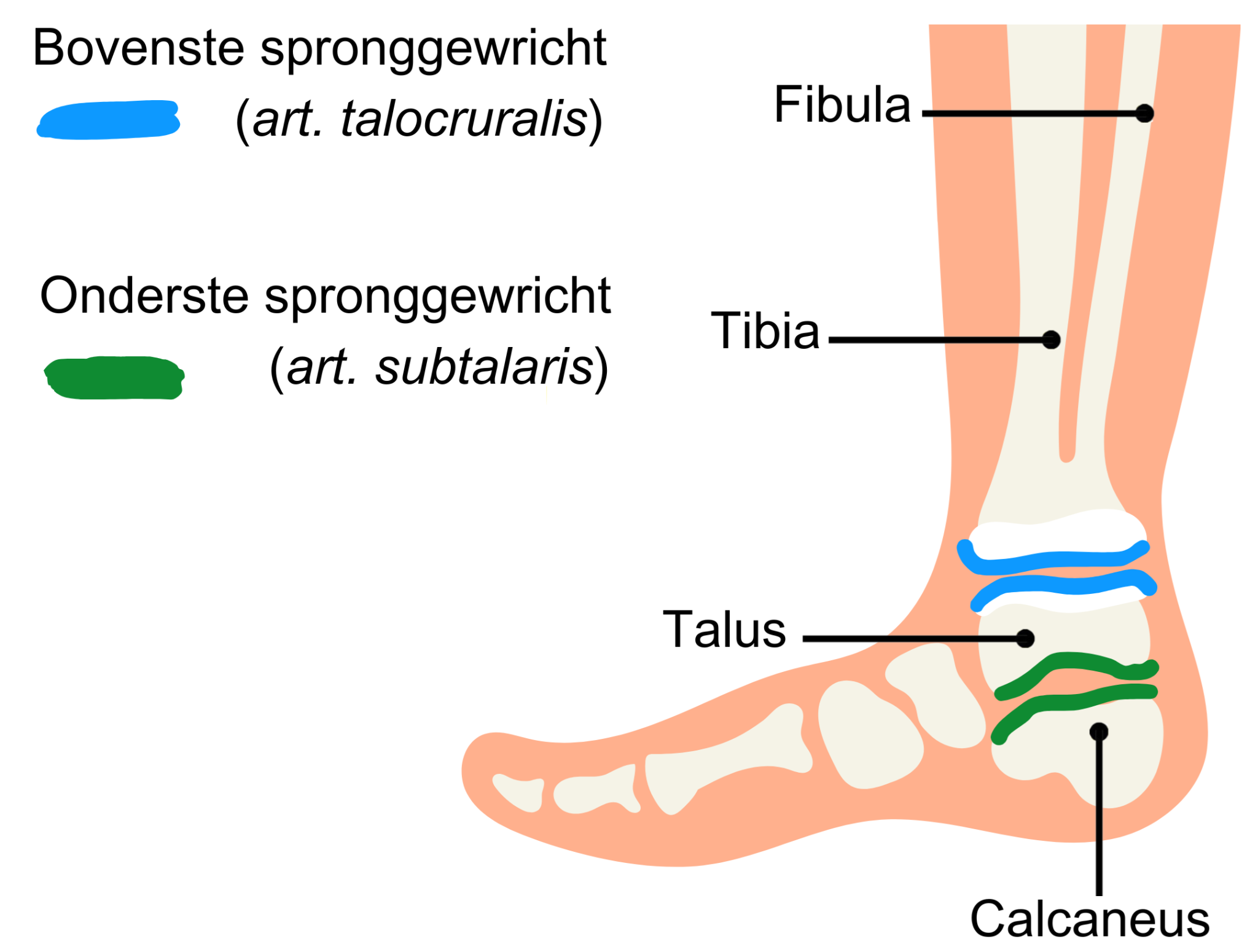 Herstel van een Weber fractuur - Revalidatiegids.nl
