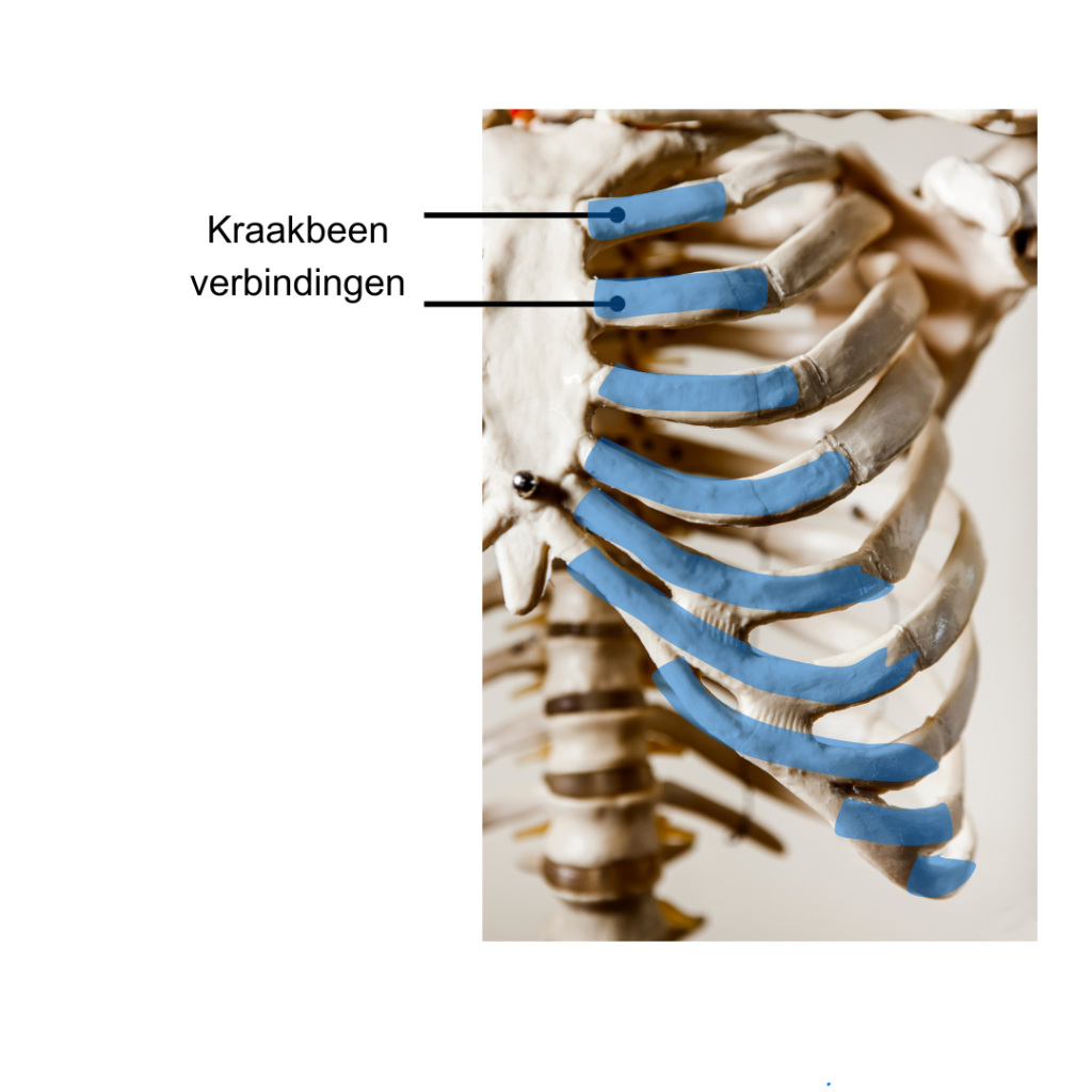 Herstel van een gebroken rib - Revalidatiegids.nl