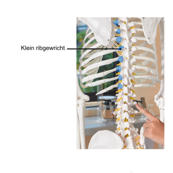 Herstel van een gebroken rib - Revalidatiegids.nl