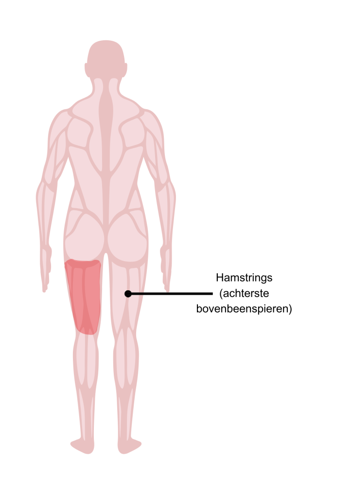 Oefeningen bij knieartrose - Revalidatiegids.nl