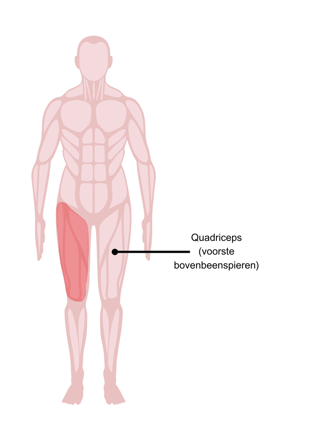 Oefeningen bij knieartrose - Revalidatiegids.nl